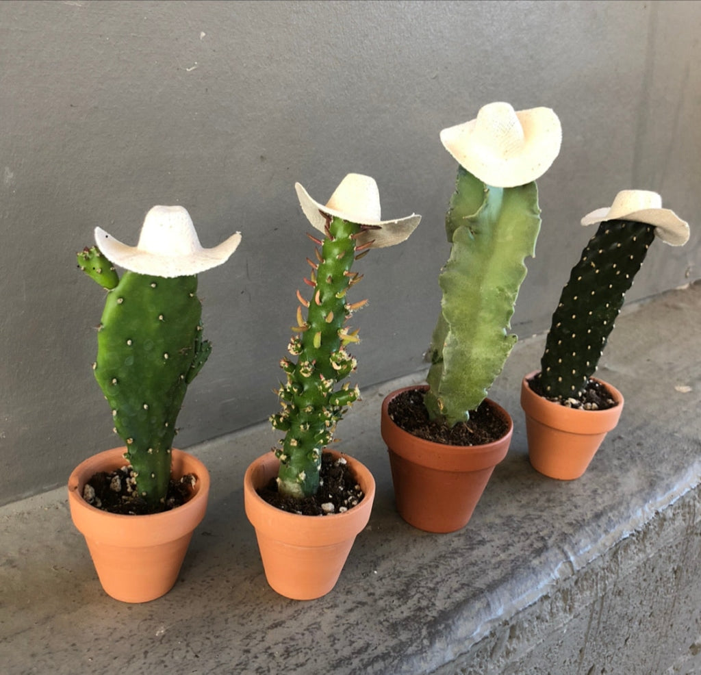 Cowboi Cacti Trio | Plant Party