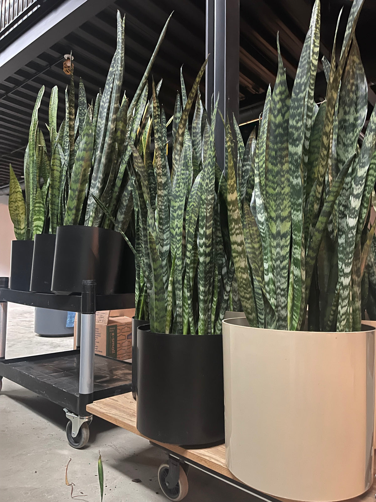 Medium Snake Plant Rental | Plant Party