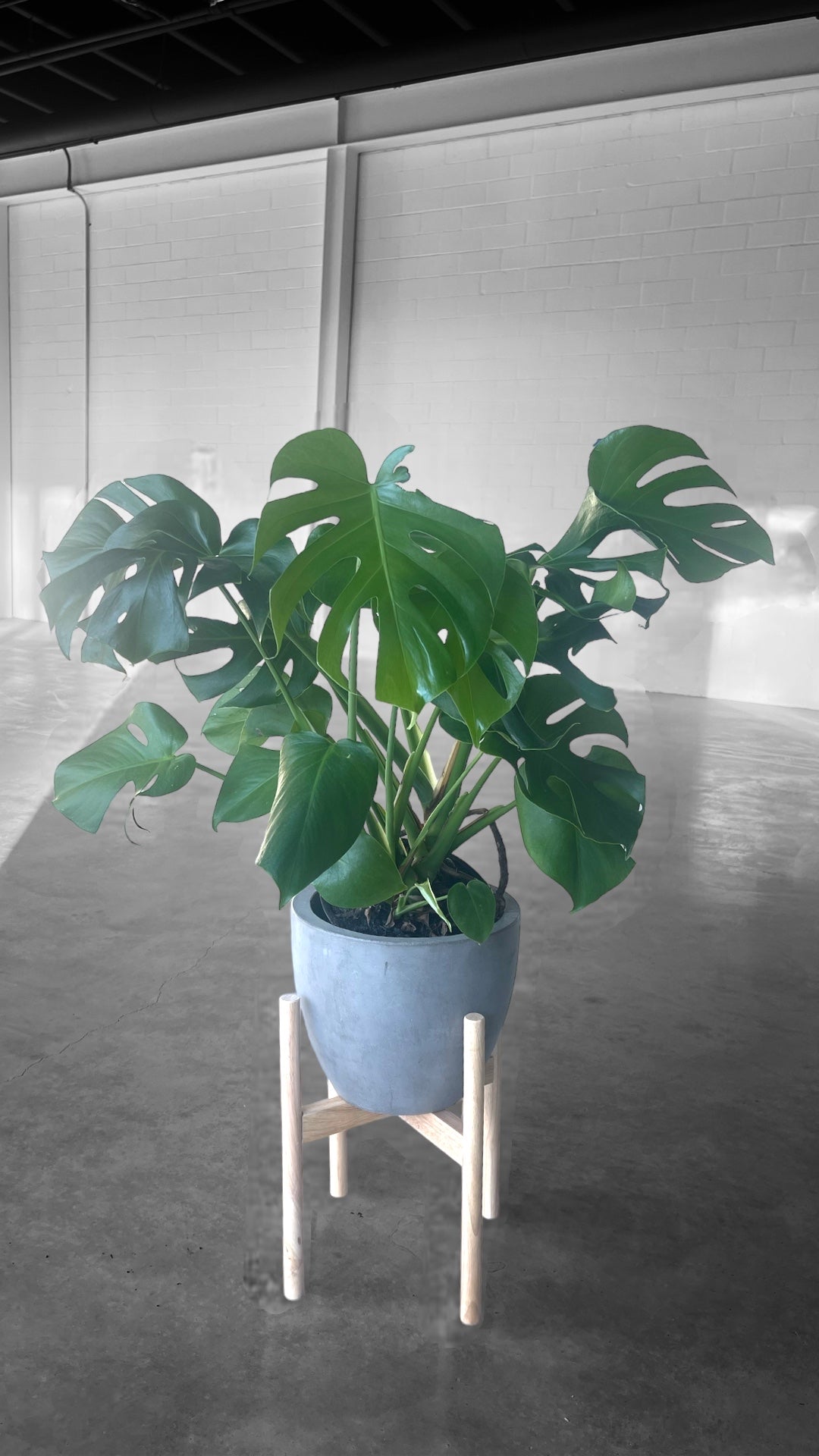 Monstera in Crete Planter w/ Light Wood Stand | Plant Party