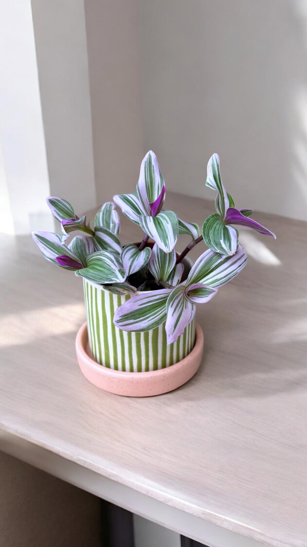 Nanouk in Frutas Planter | Plant Party