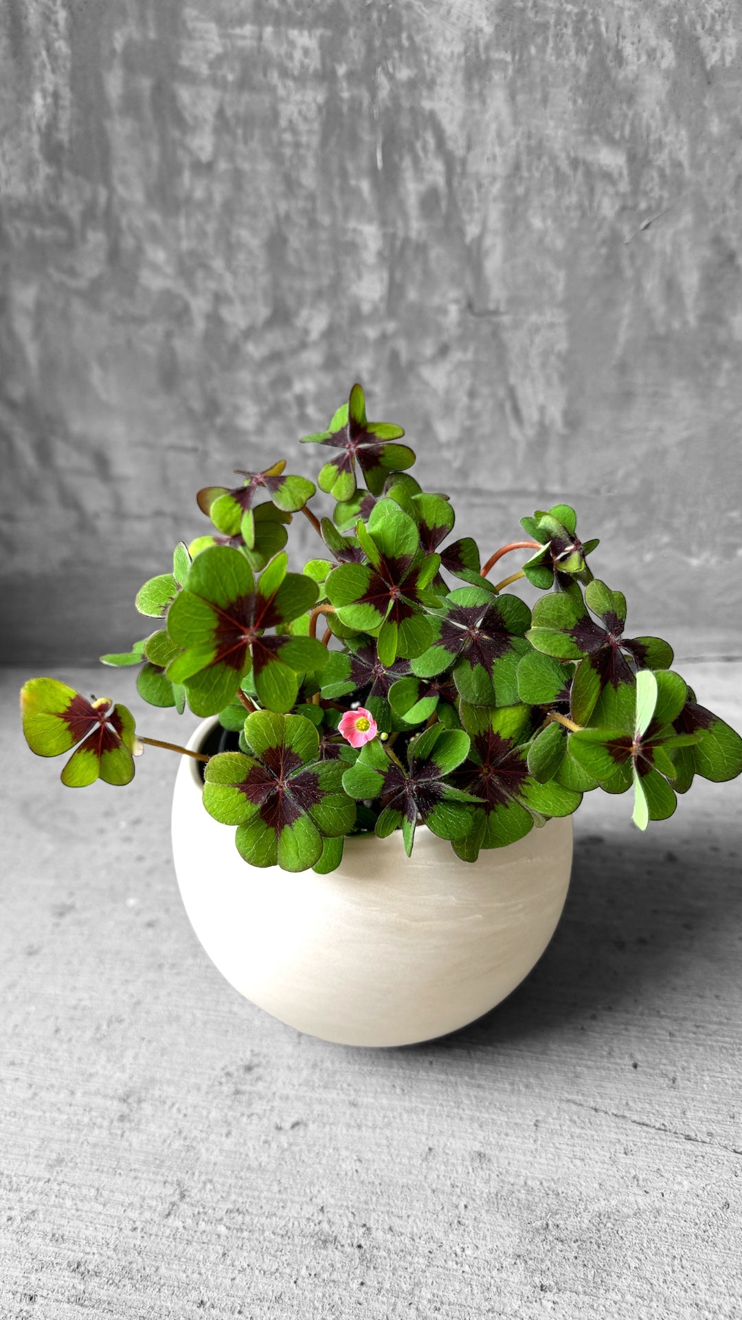 Four Leaf Clover in Marbled Planter | Plant Party