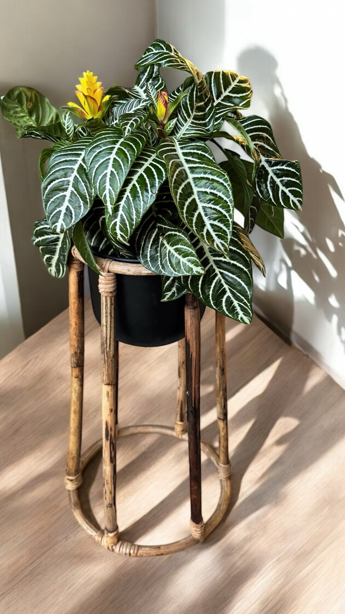 Zebra Plant in Rattan Plant Stand | Plant Party