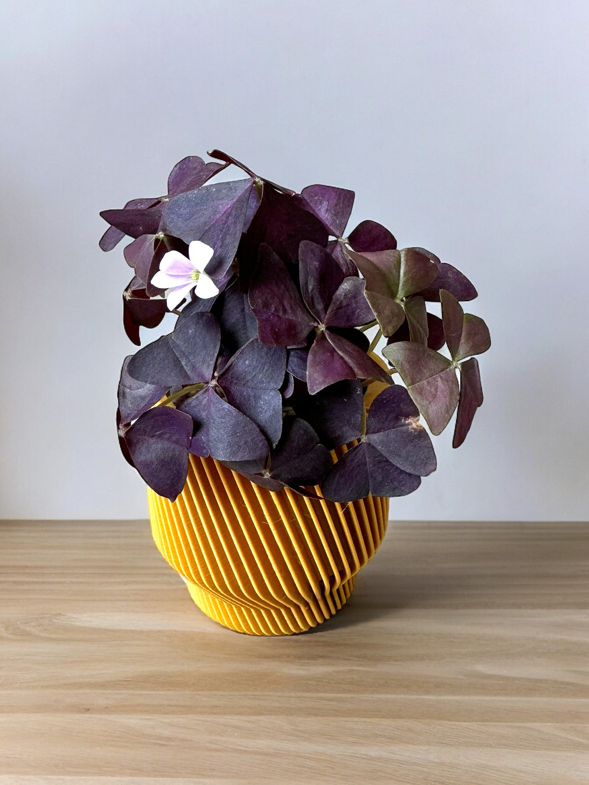 Purple Oxalis (Clover) in Mustard Planter | Plant Party
