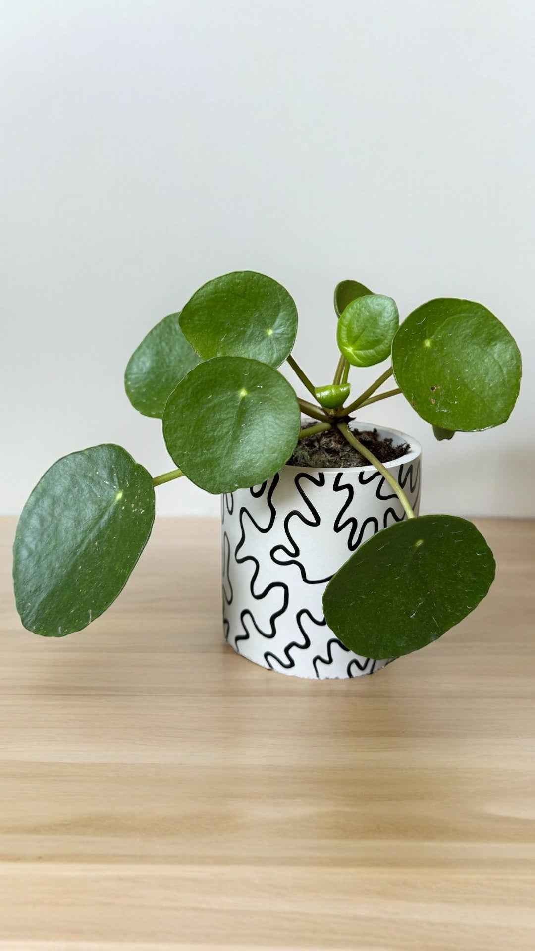 UFO Plant in Squiggle Plant | Plant Party