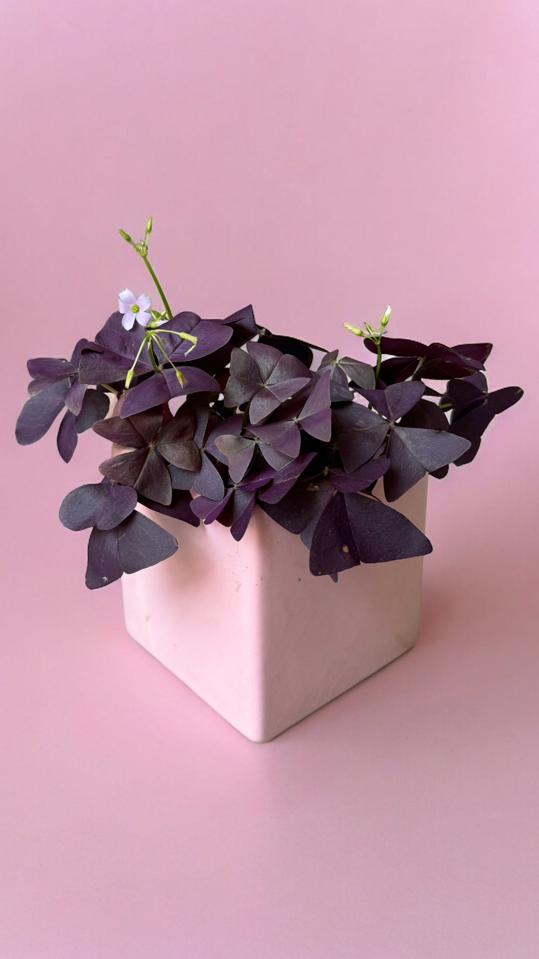 Purple Oxalis (Clover) in Pink Square Planter | Plant Party