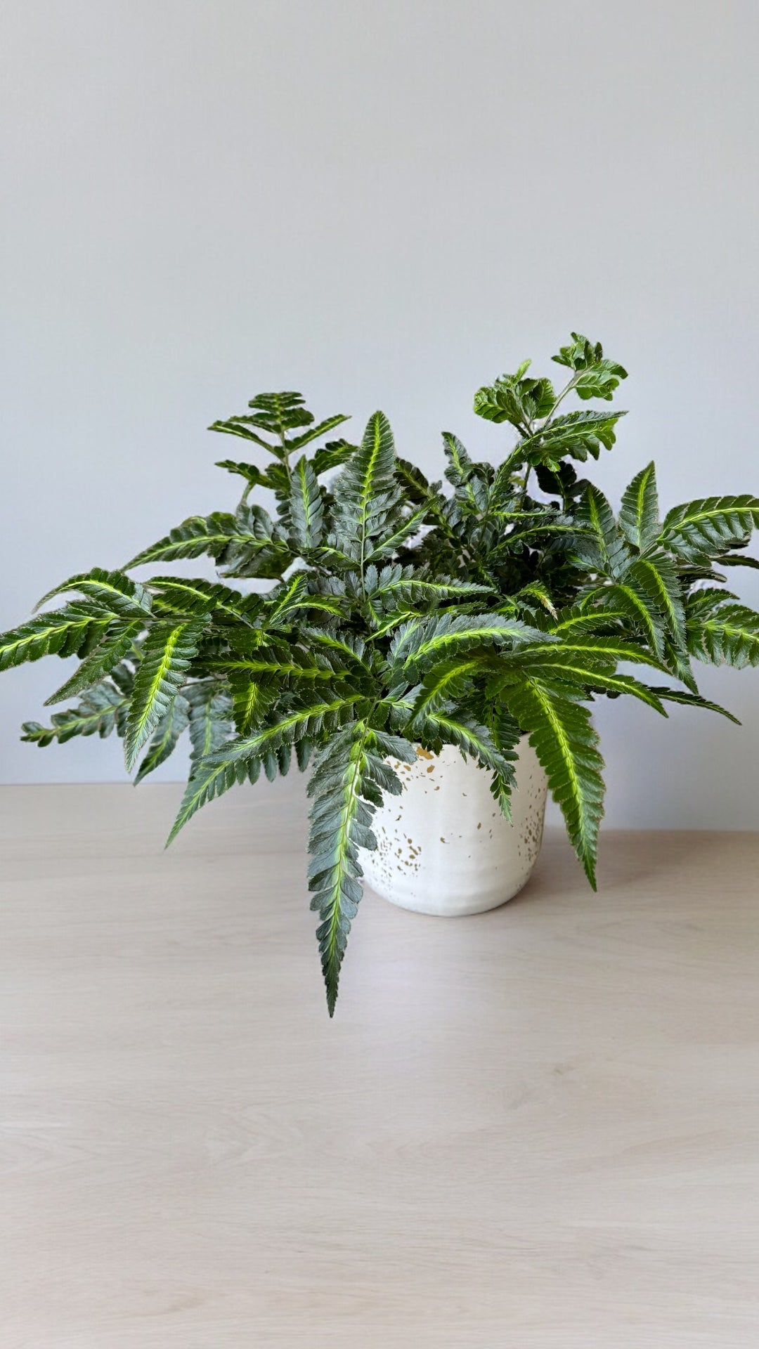Indian Holly Fern in Splash Planter | Plant Party