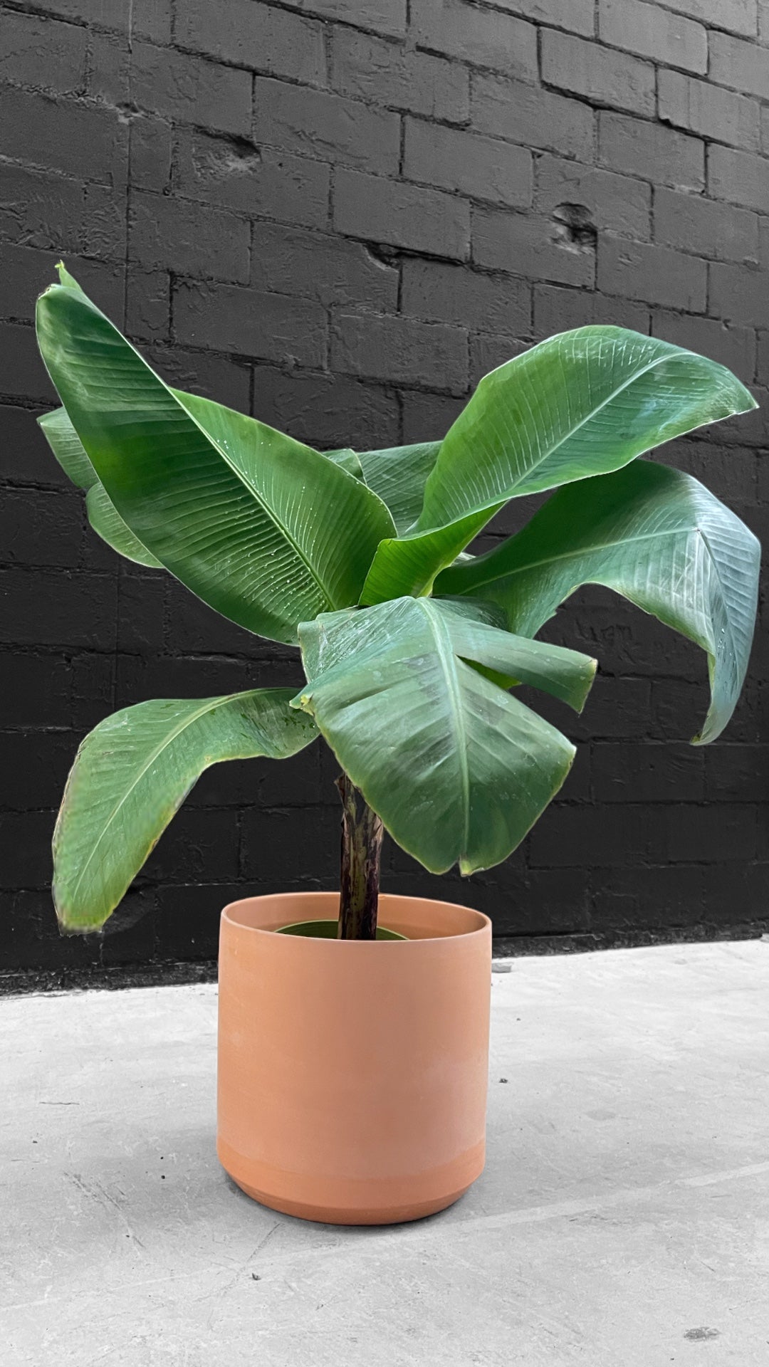 Banana Tree in Matte Terracotta Planter | Plant Party