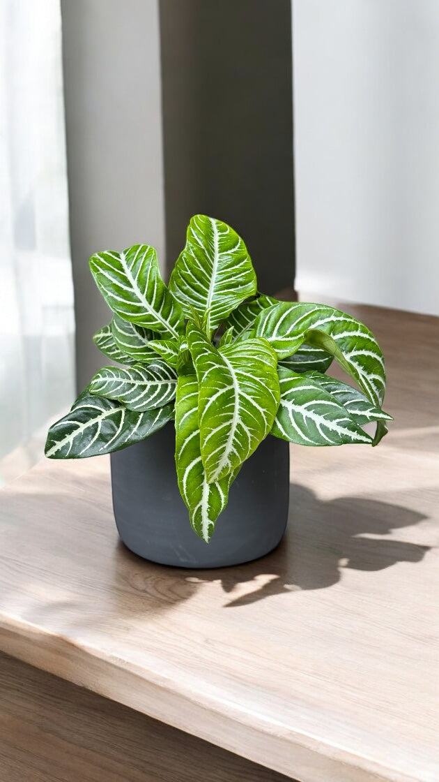 Zebra Plant in the Cognac Planter | Plant Party