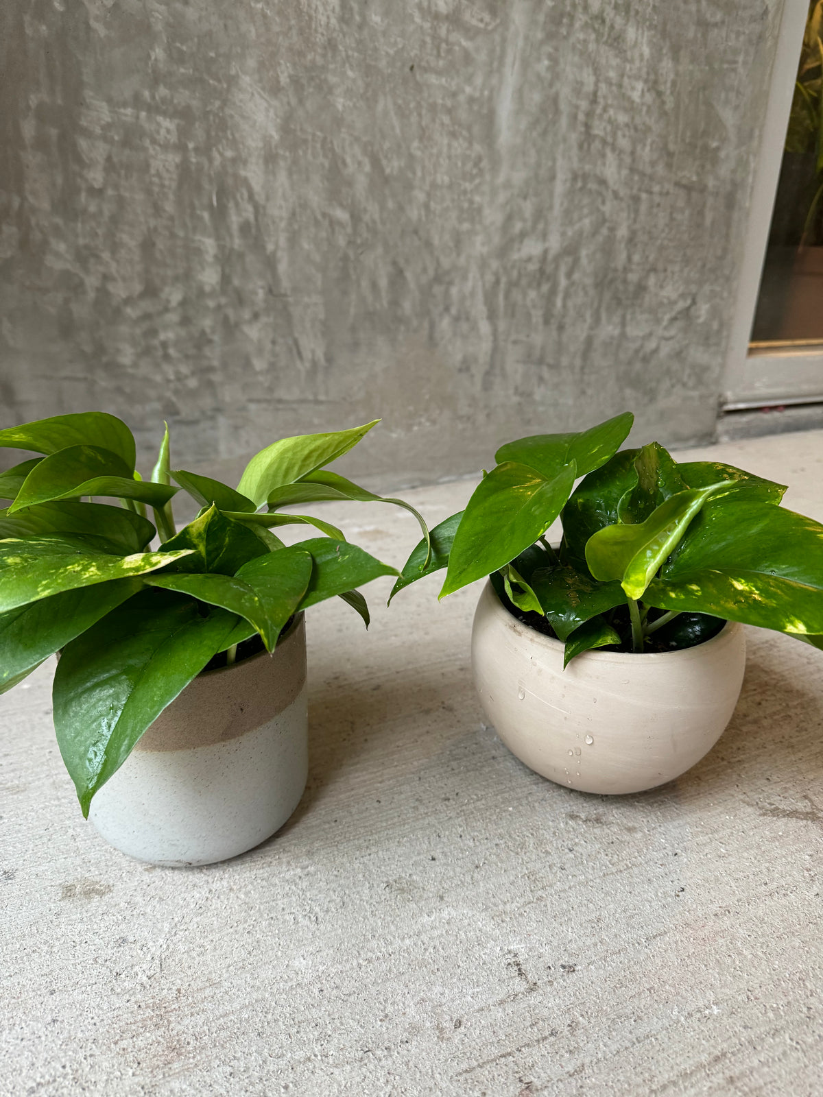 LV Collective Pothos in Assorted Planters | Plant Party