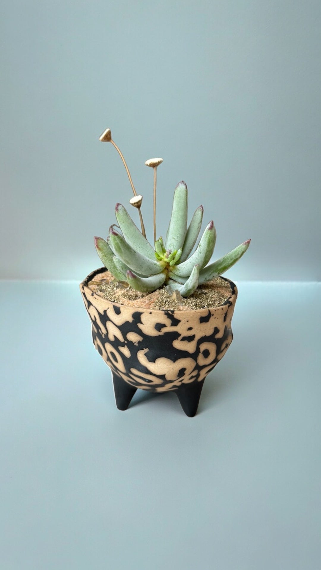 Leopard Succulent Design | Plant Party