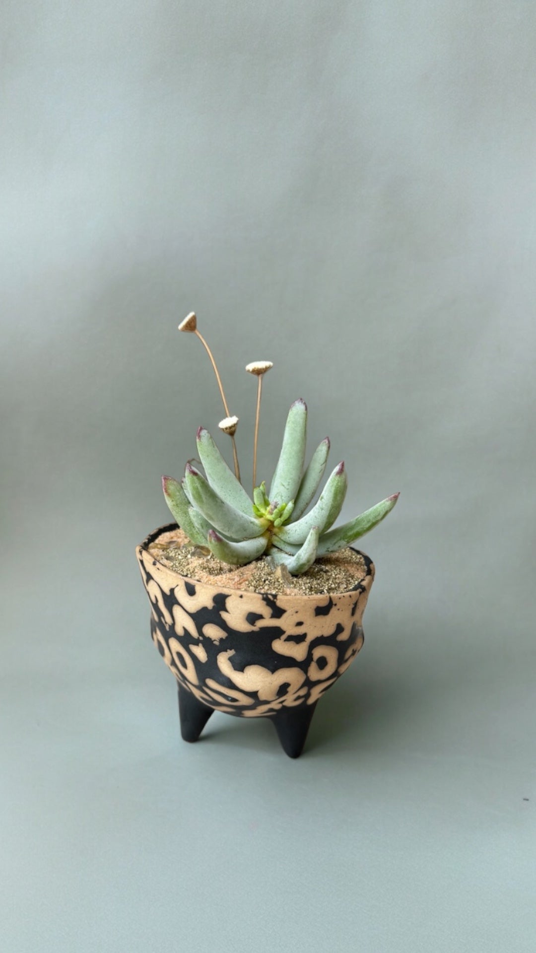 Leopard Succulent Design | Plant Party