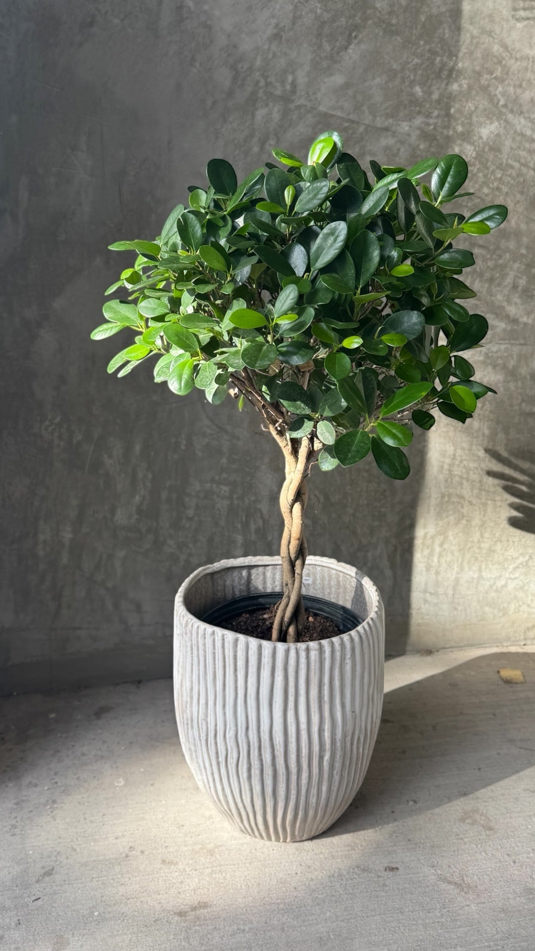 Ficus Topiary in Corduroy Planter | Plant Party
