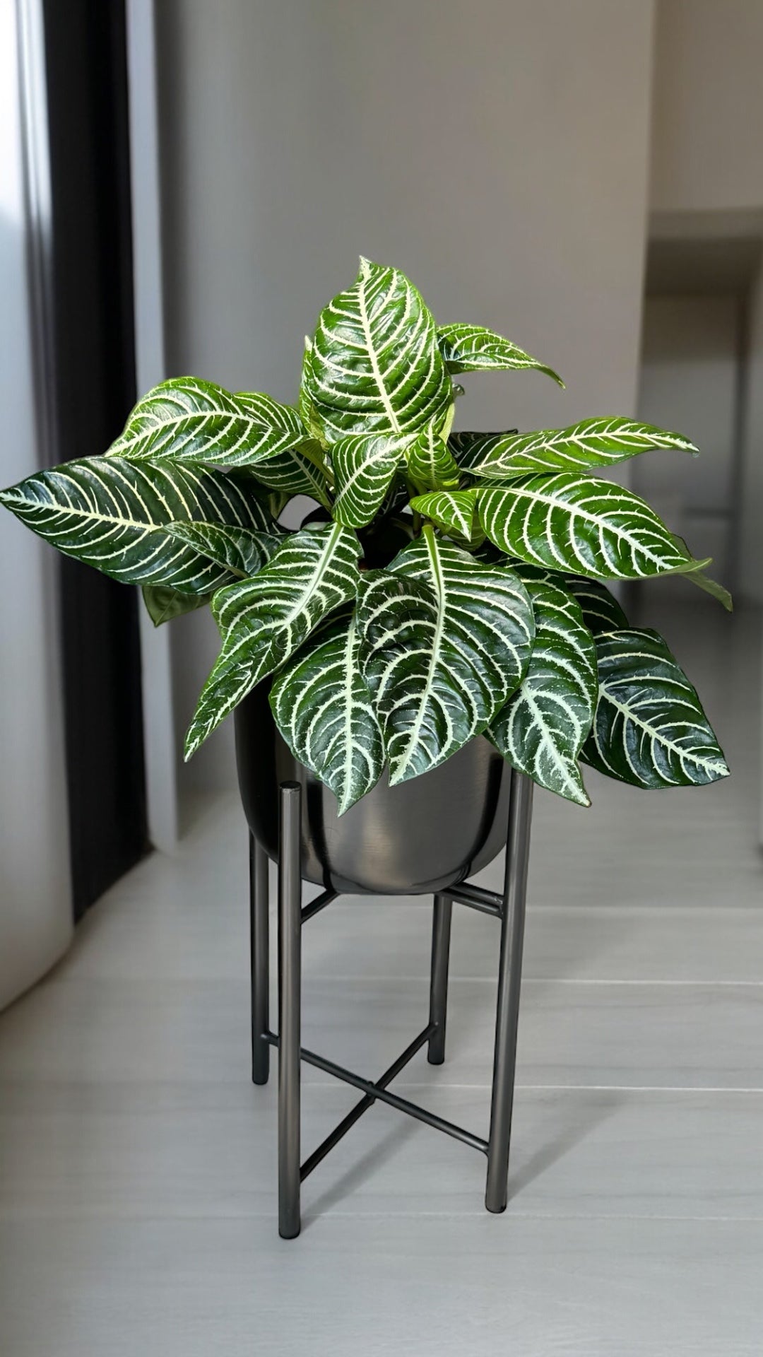 Zebra Plant in Paulo Planter | Plant Party