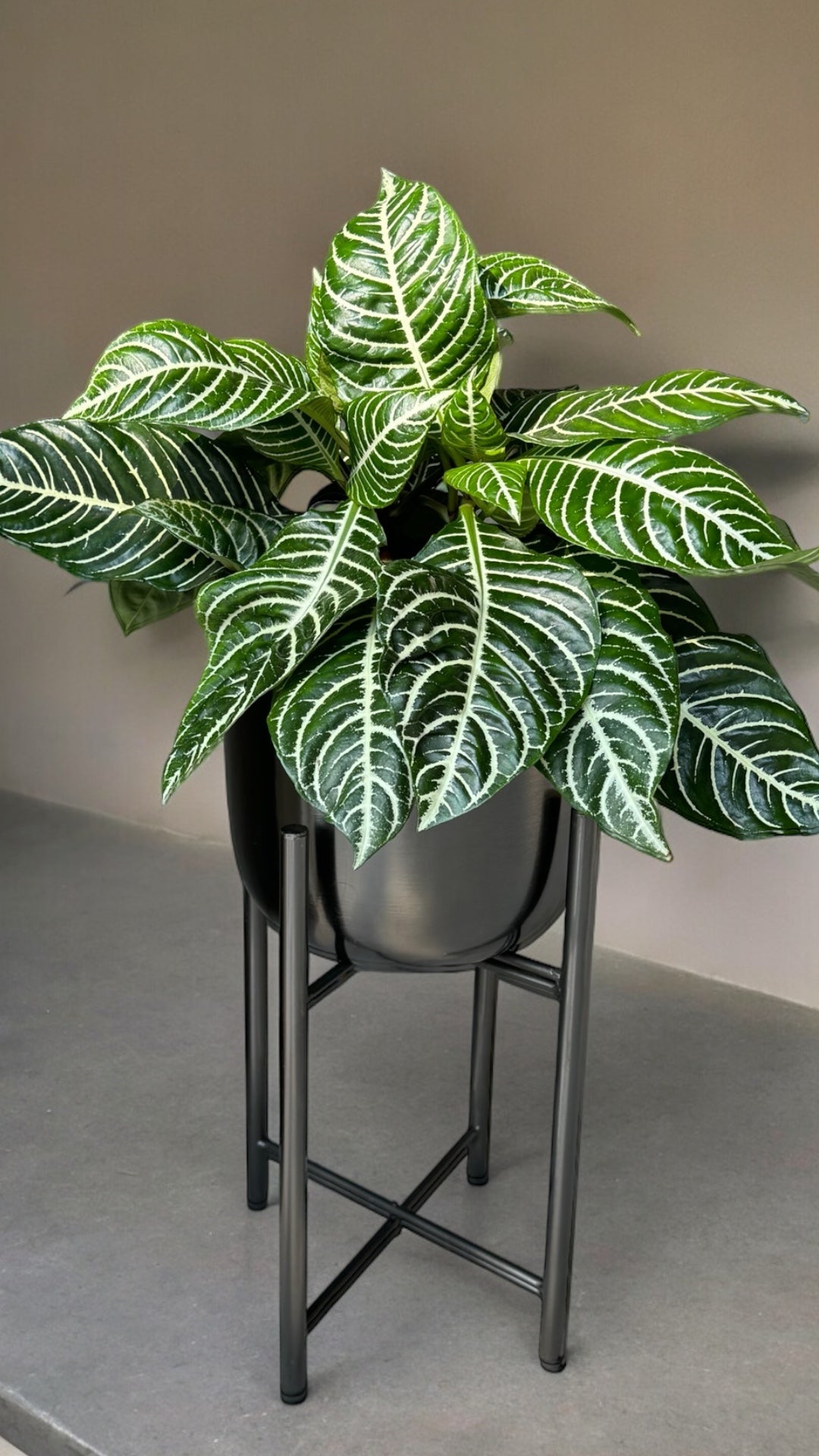 Zebra Plant in Paulo Planter | Plant Party