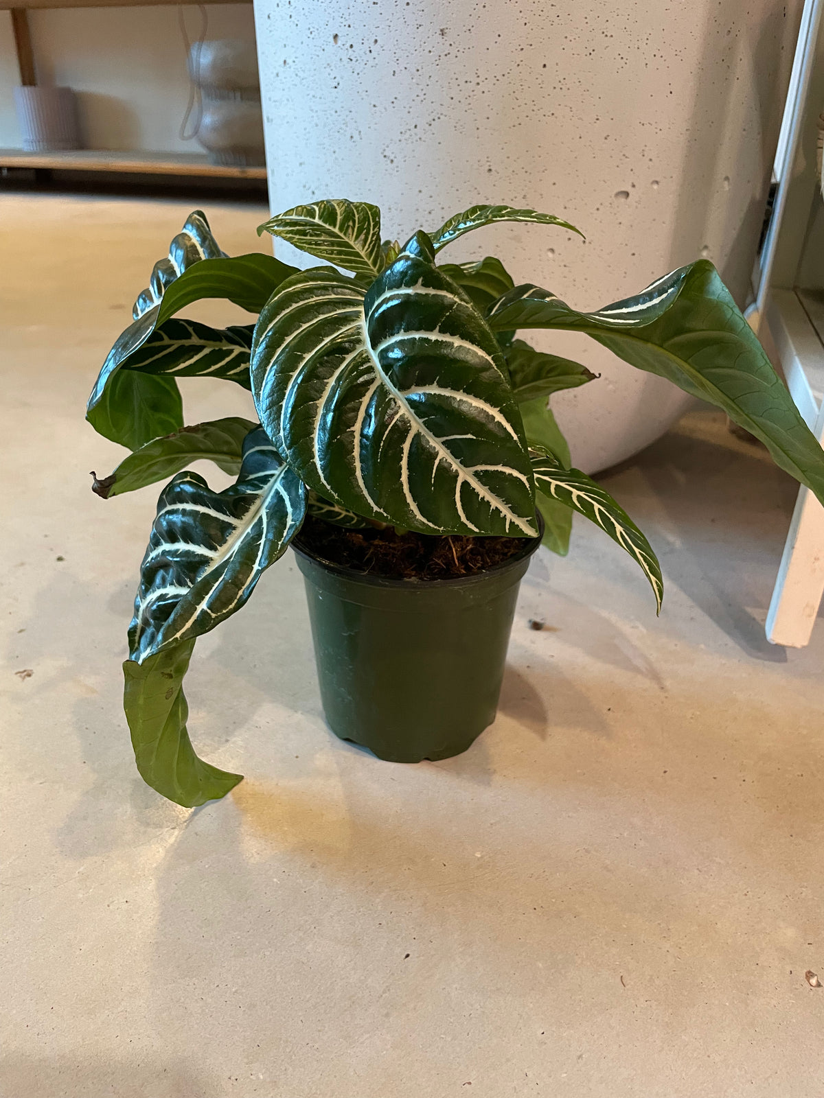 Zebra Plant | Plant Party