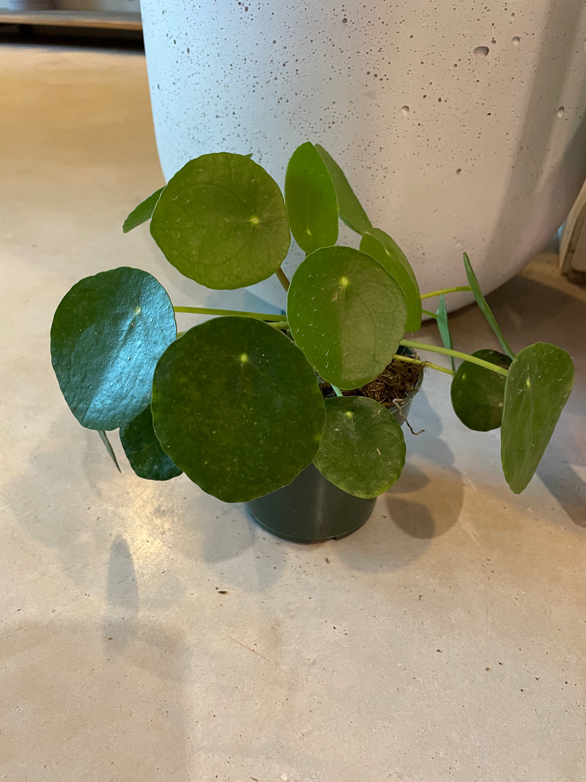 Pilea (Chinese coin) | Plant Party