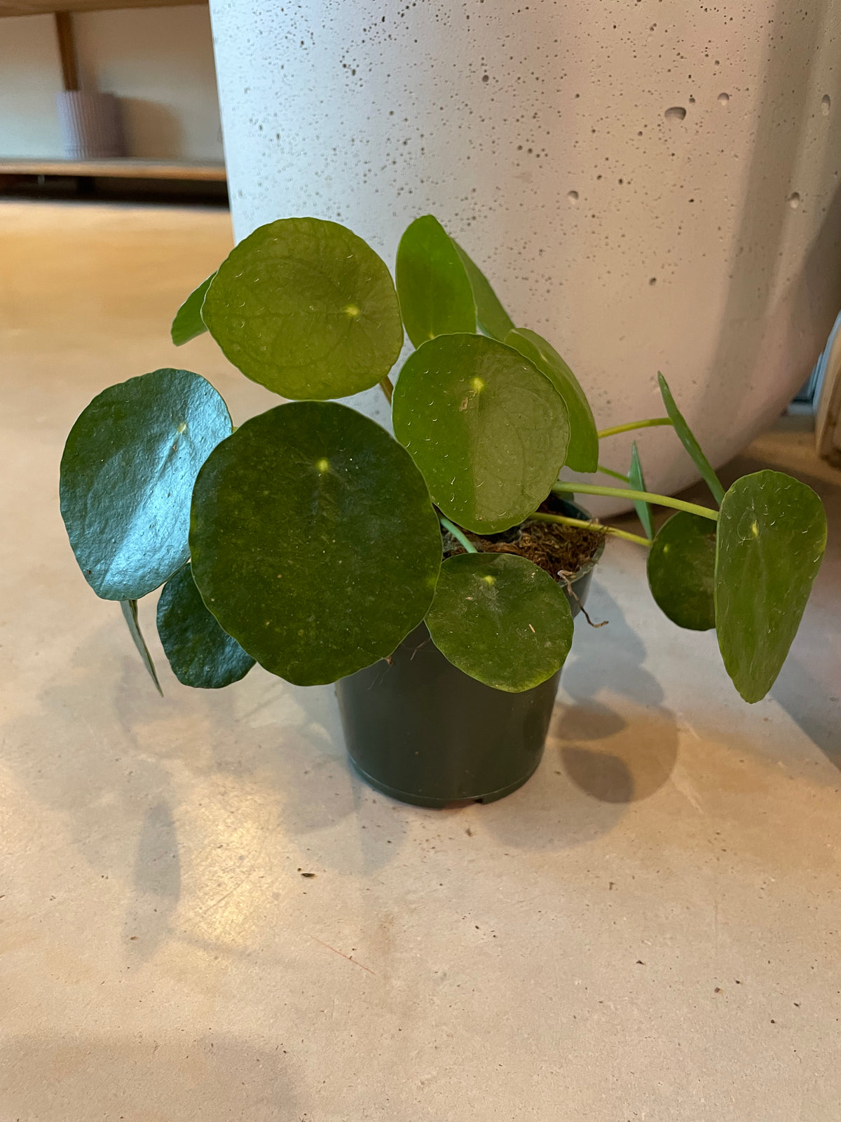 Pilea (Chinese coin) | Plant Party