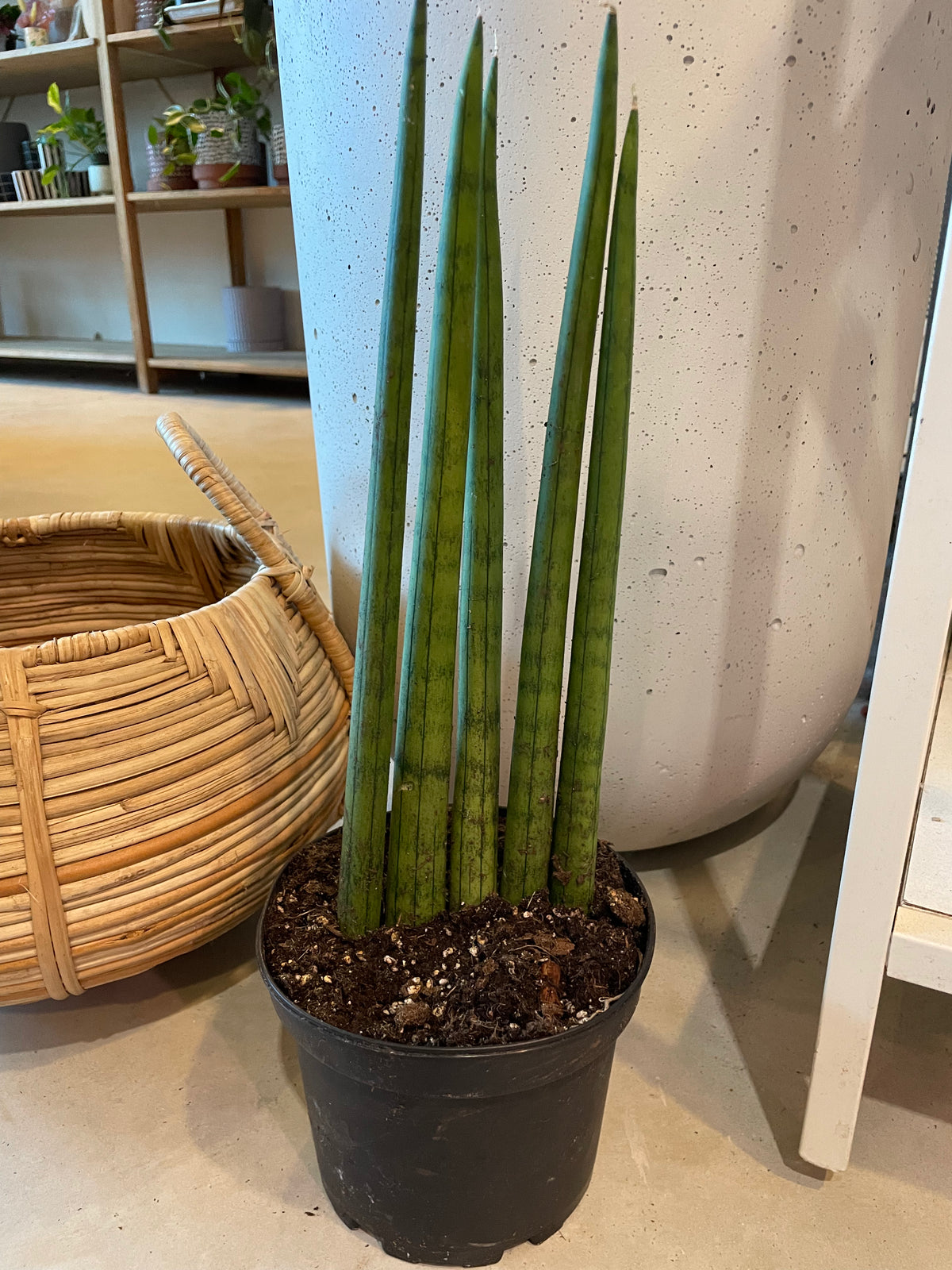Sanseveria cylindrical | Plant Party