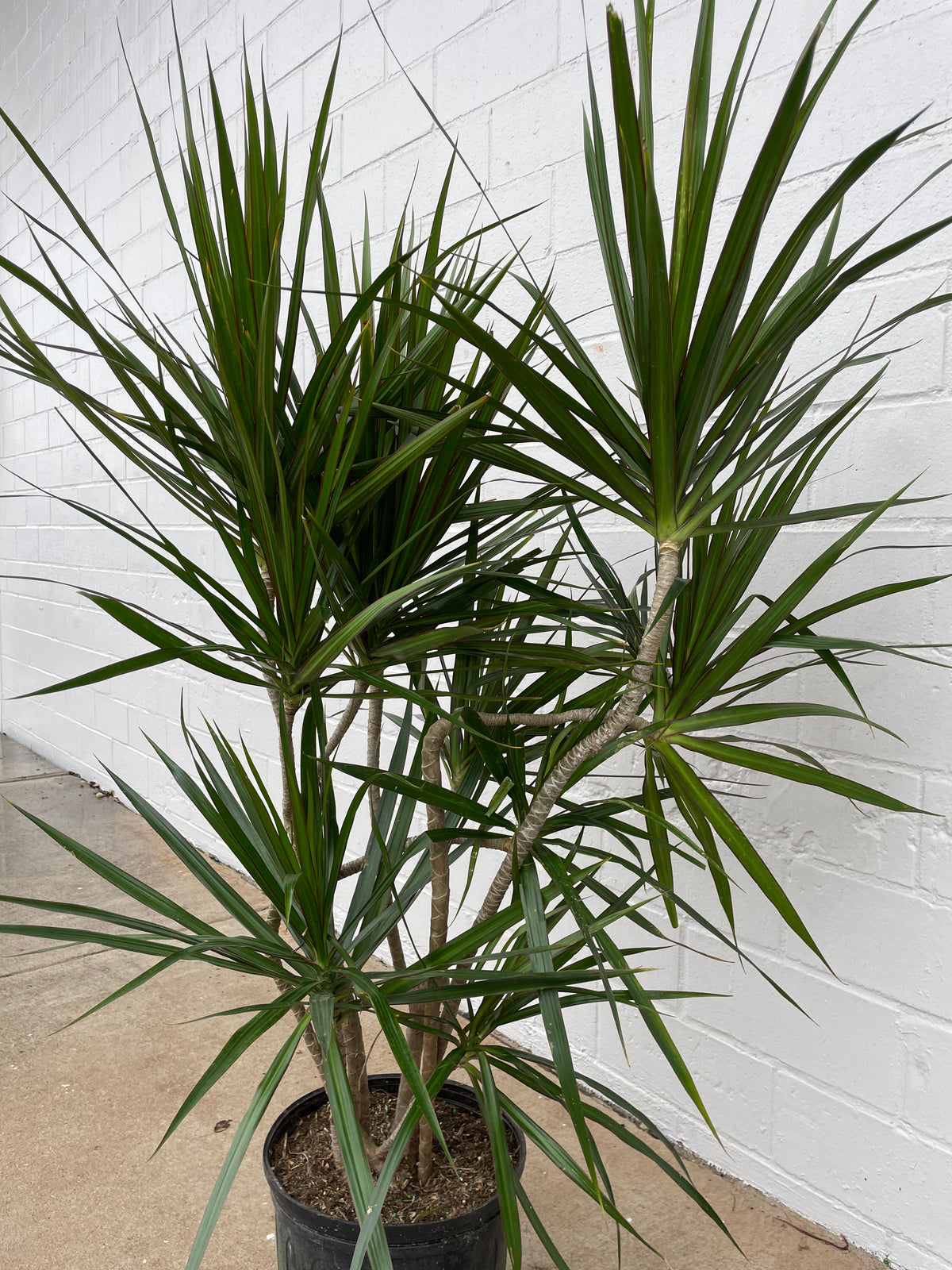 Marginata | Plant Party