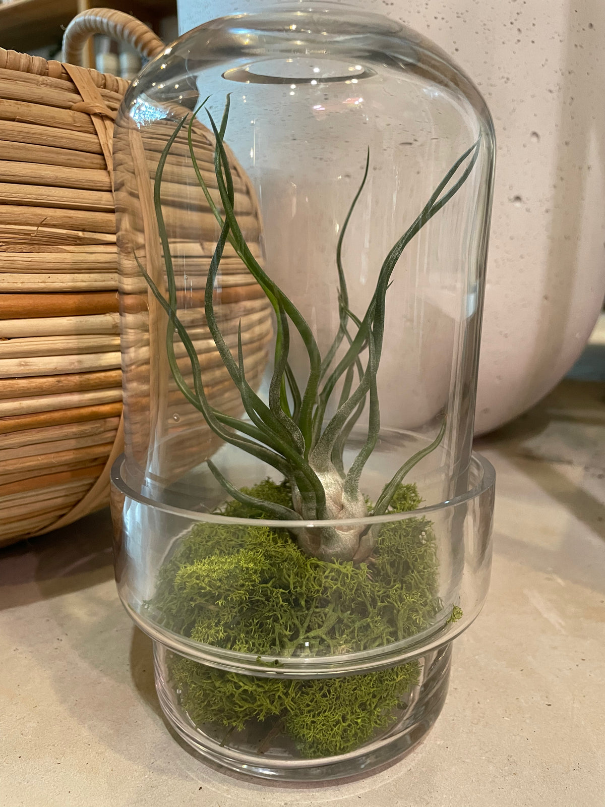 Tilly Terrarium | Plant Party
