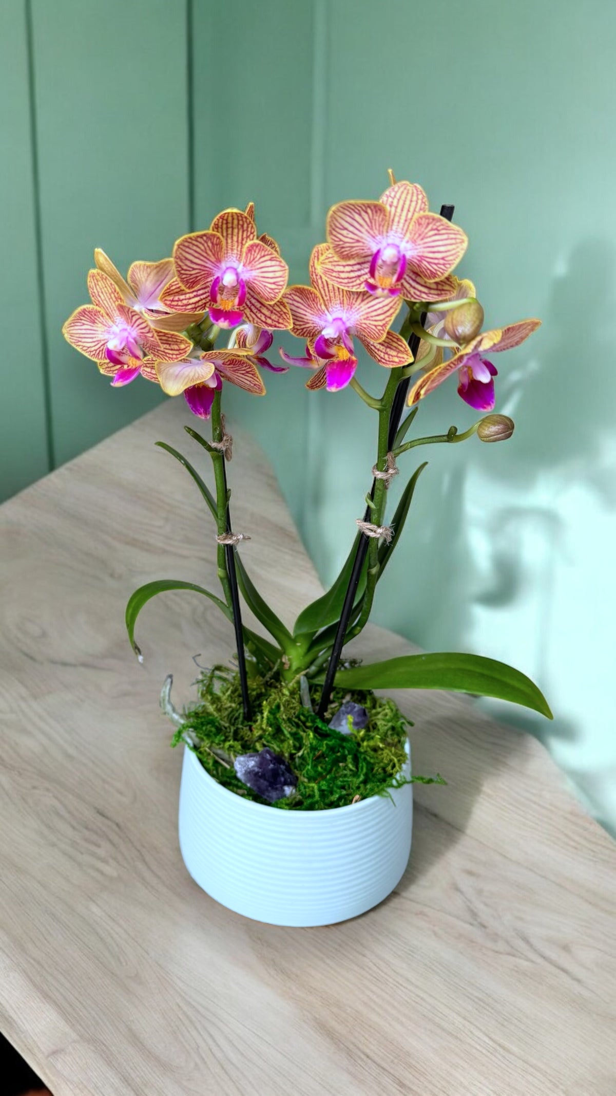 Orange Fanta Orchid in Mint Planter | Plant Party