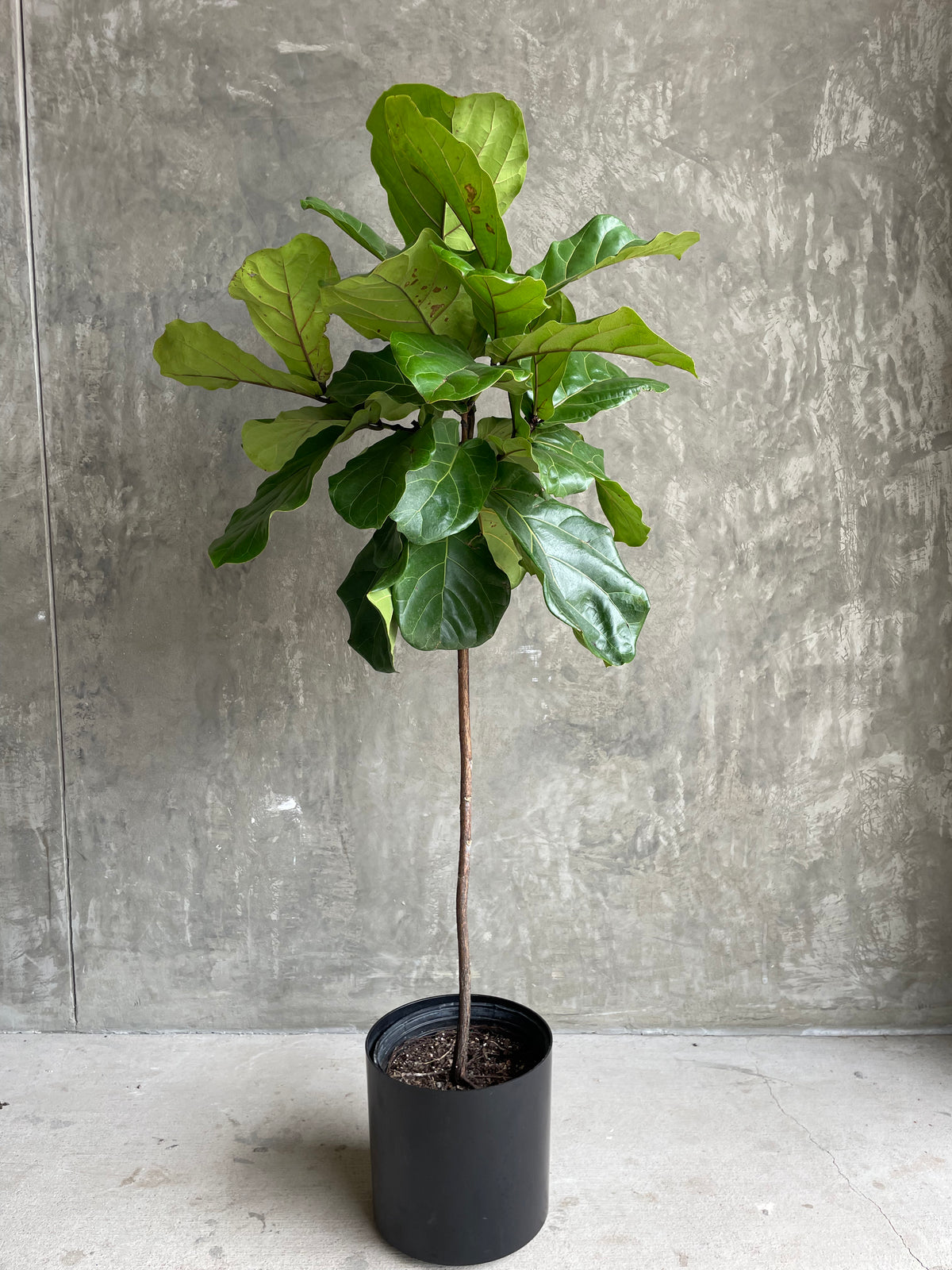 Fiddle Leaf Fig Standard | Plant Party