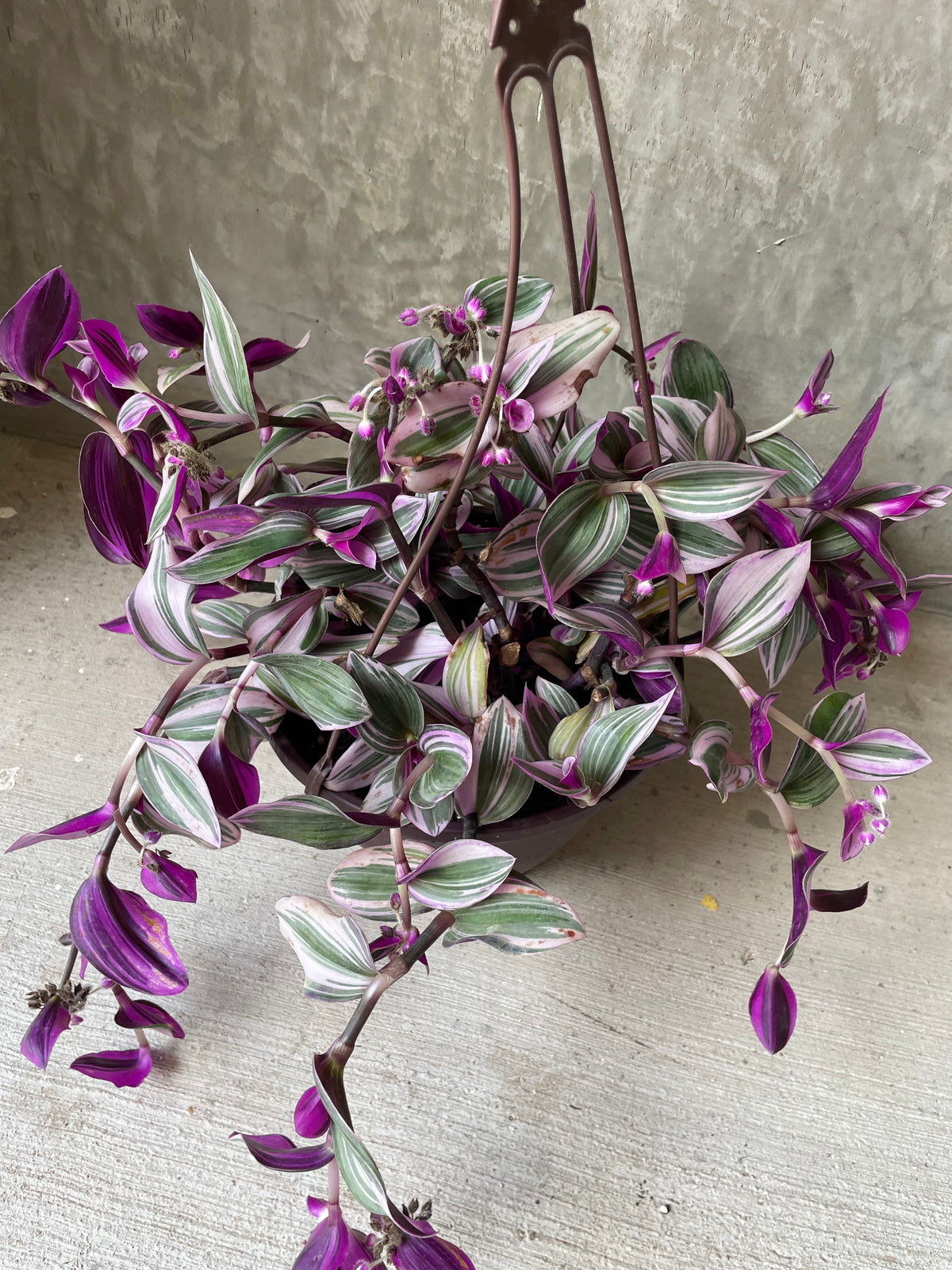 Nanouk | Plant Party