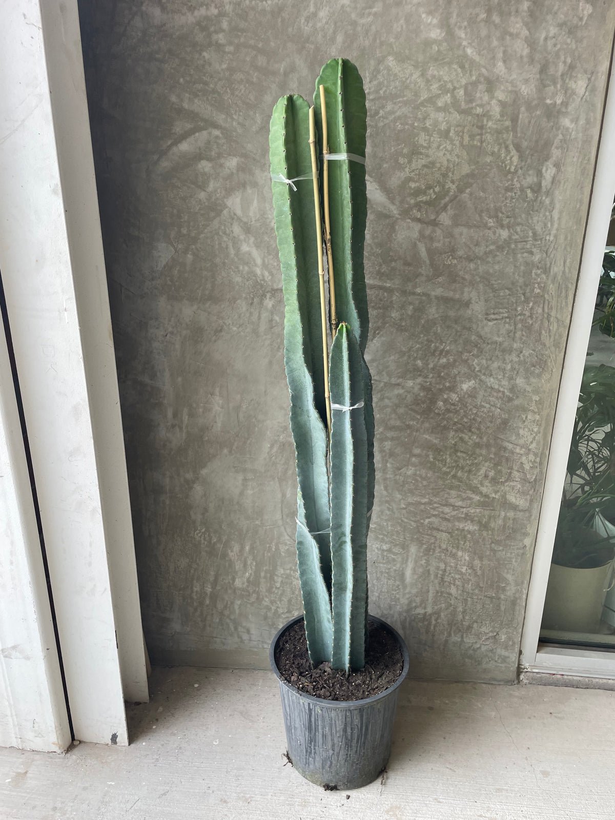 C. Peruvianus | Plant Party