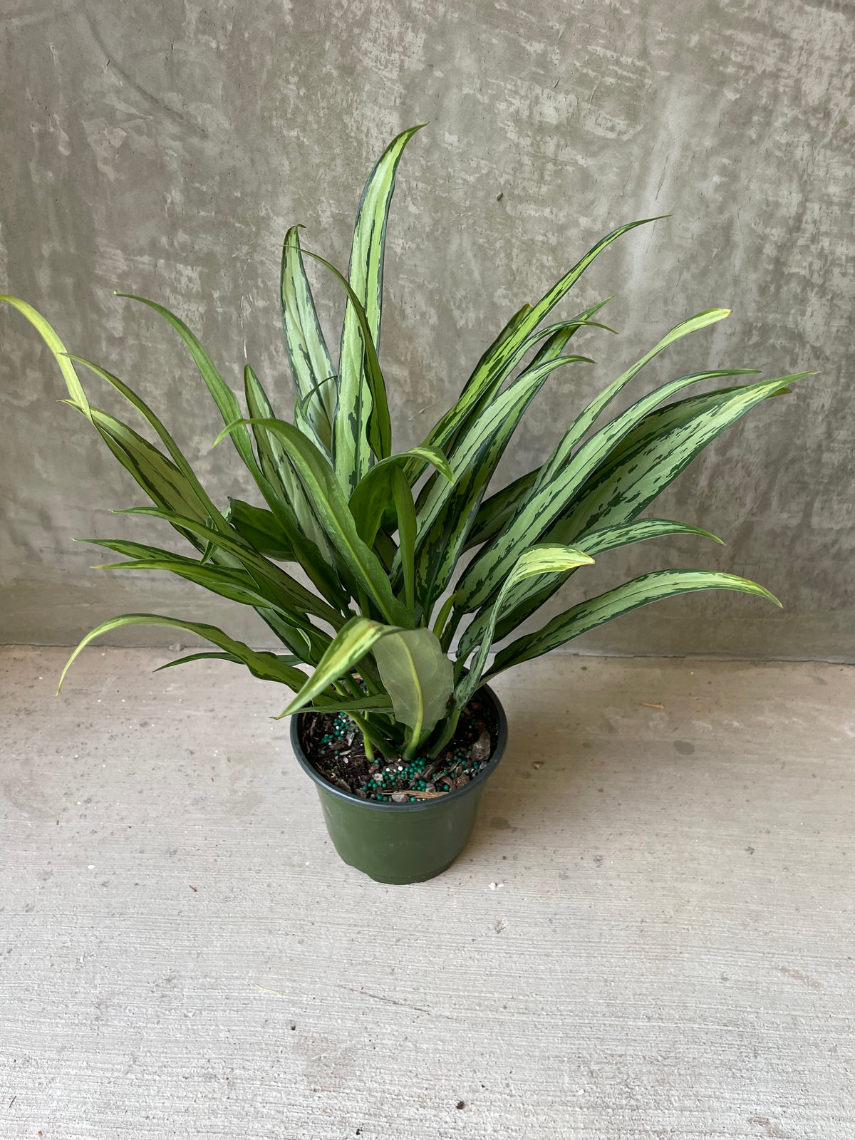 A. Cutlass | Plant Party