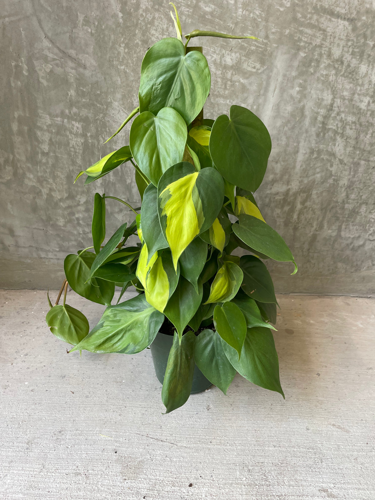 P. Brazil totem | Plant Party