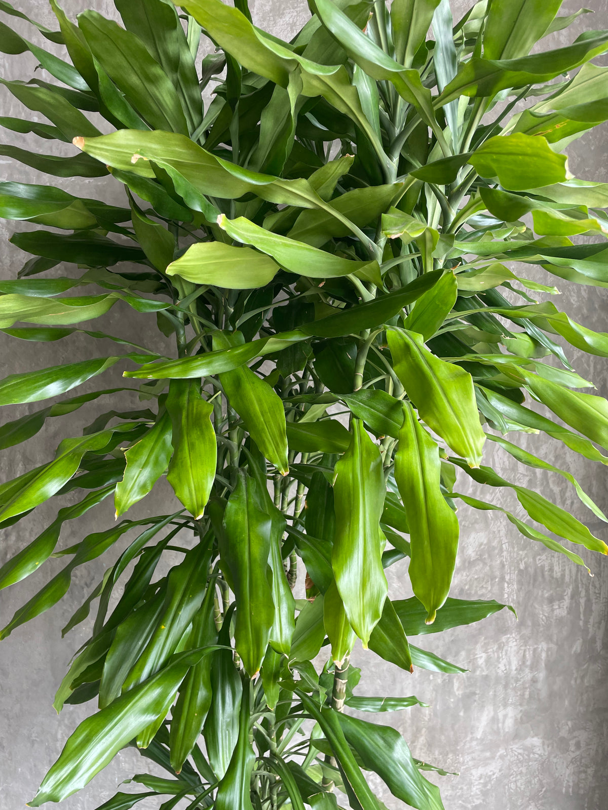 Janet lind cane | Plant Party