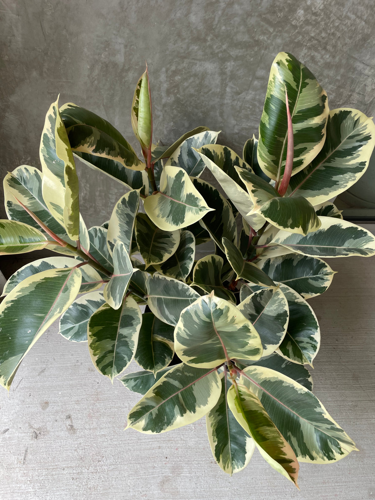 Ficus tineke | Plant Party