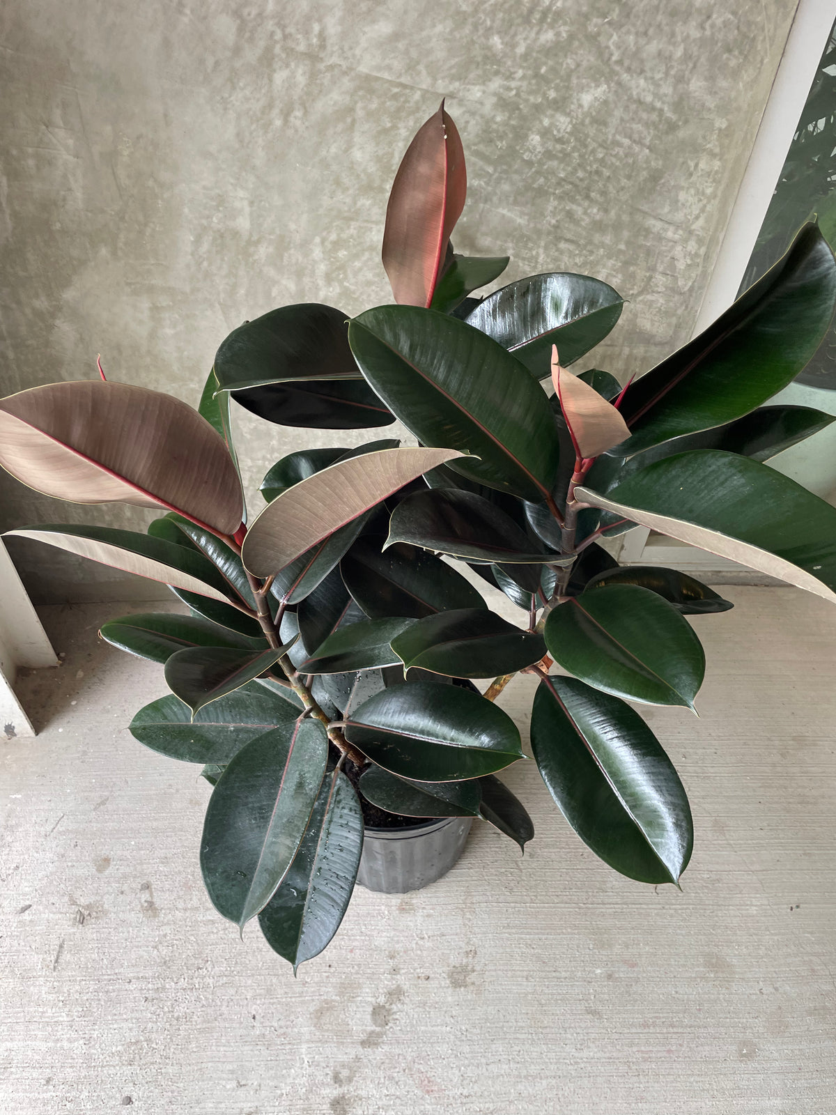 Ficus rubber | Plant Party
