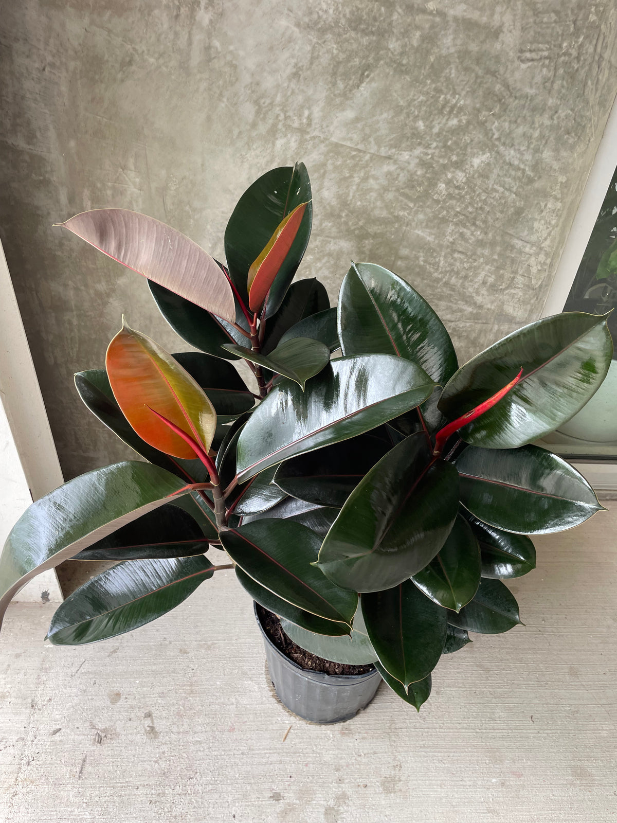 Ficus rubber | Plant Party