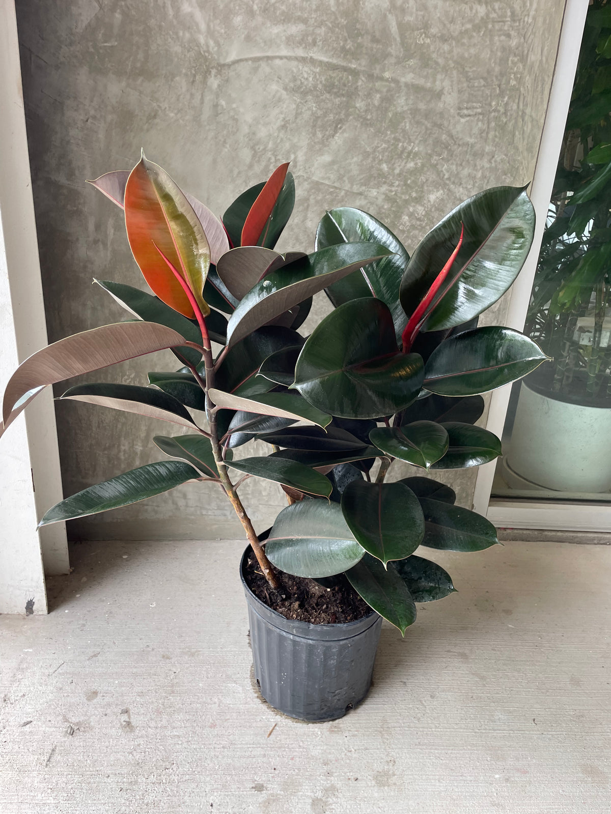 Ficus rubber | Plant Party
