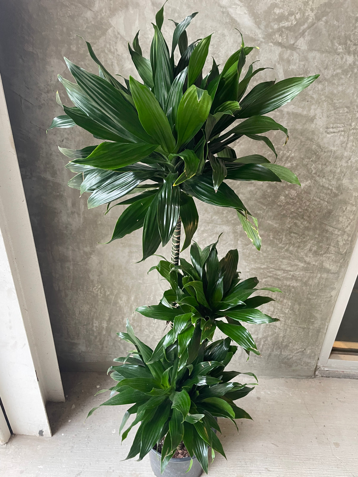 Janet Craig | Plant Party