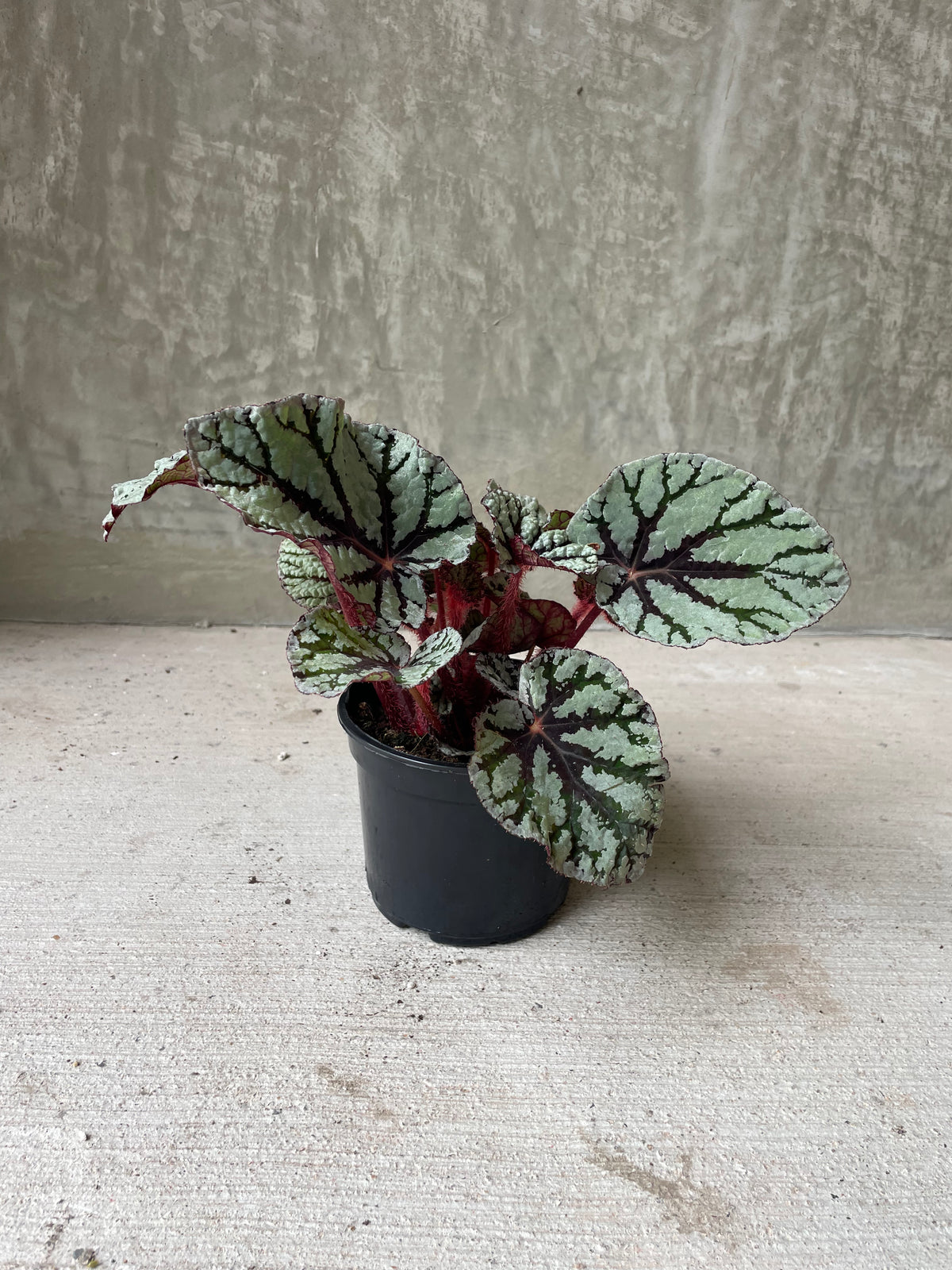 Rex begonia | Plant Party