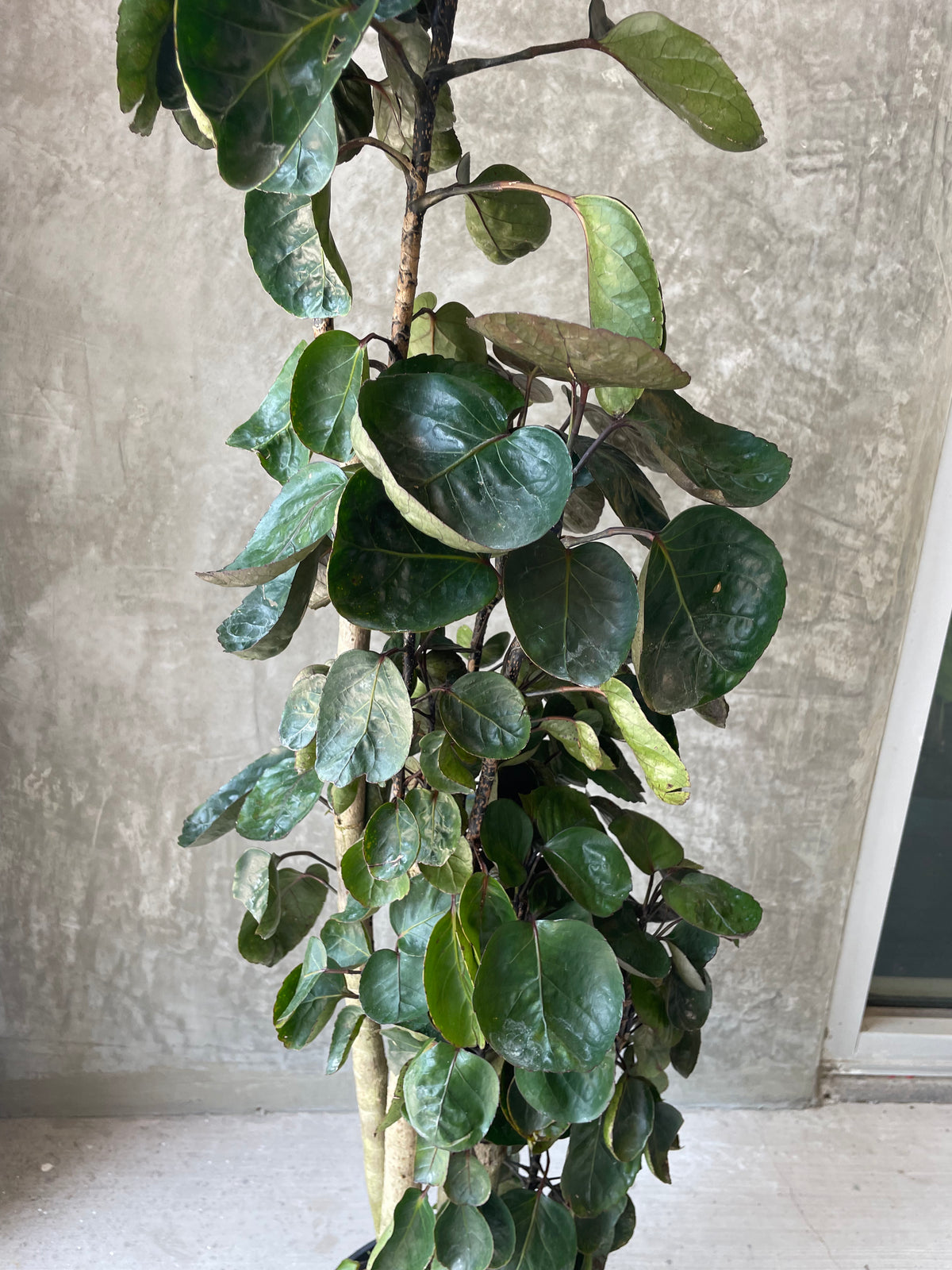 Fabian | Plant Party