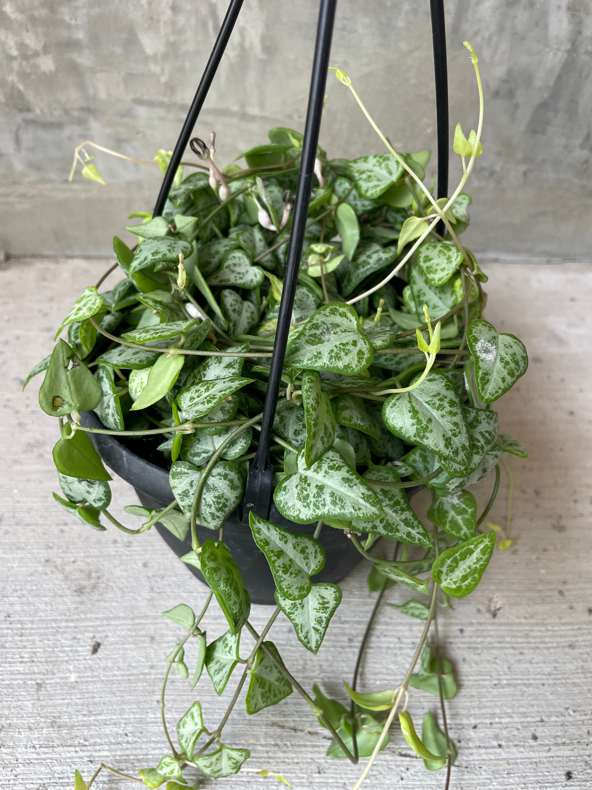 String of arrow | Plant Party