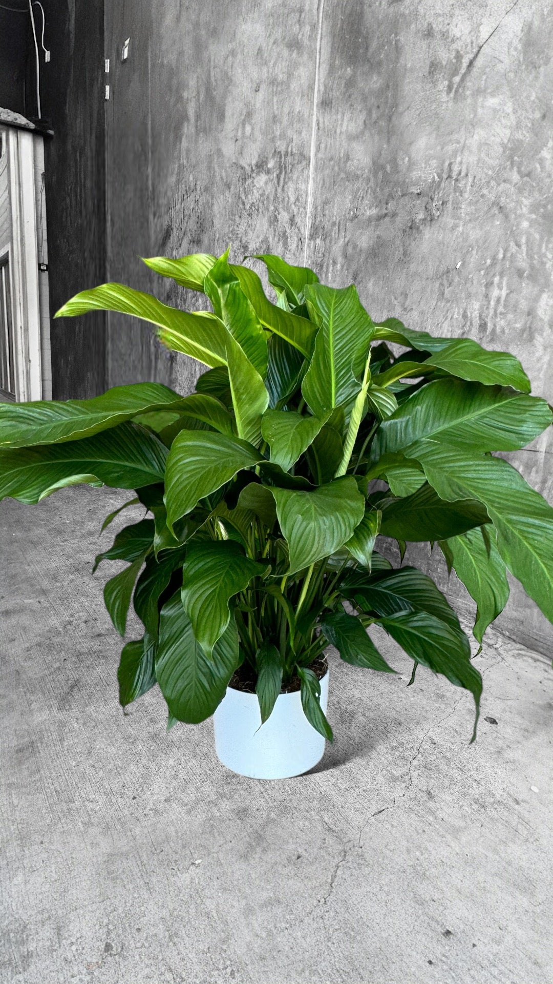 Peace Lilly in Romy Planter | Plant Party
