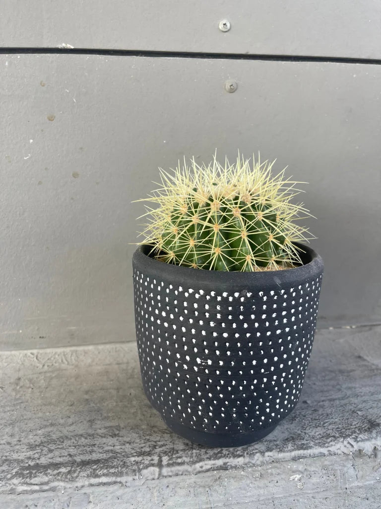 Barrel Cactus in Panther Planter | Plant Party