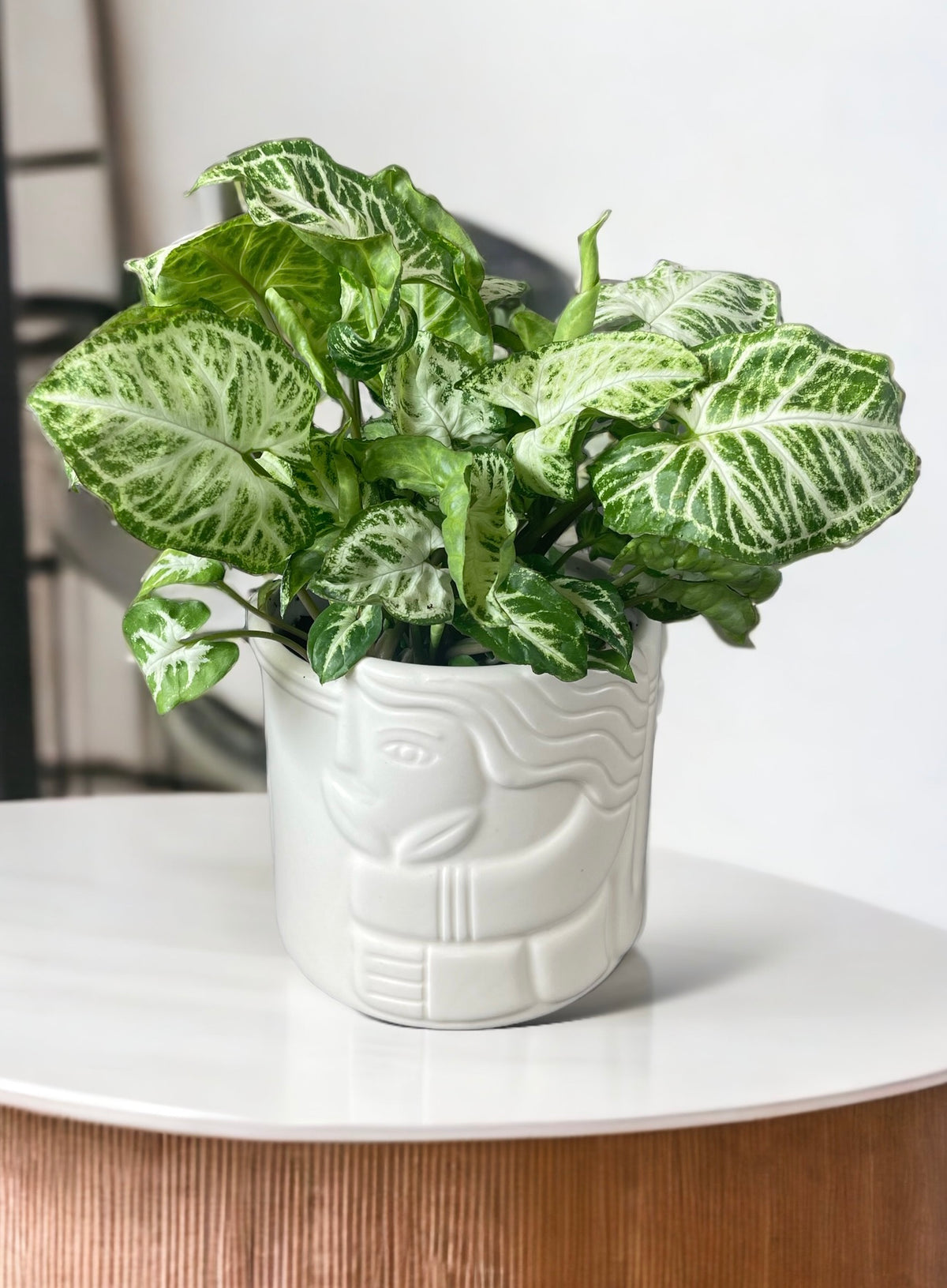 Arrow Plant in Hug Planter | Plant Party