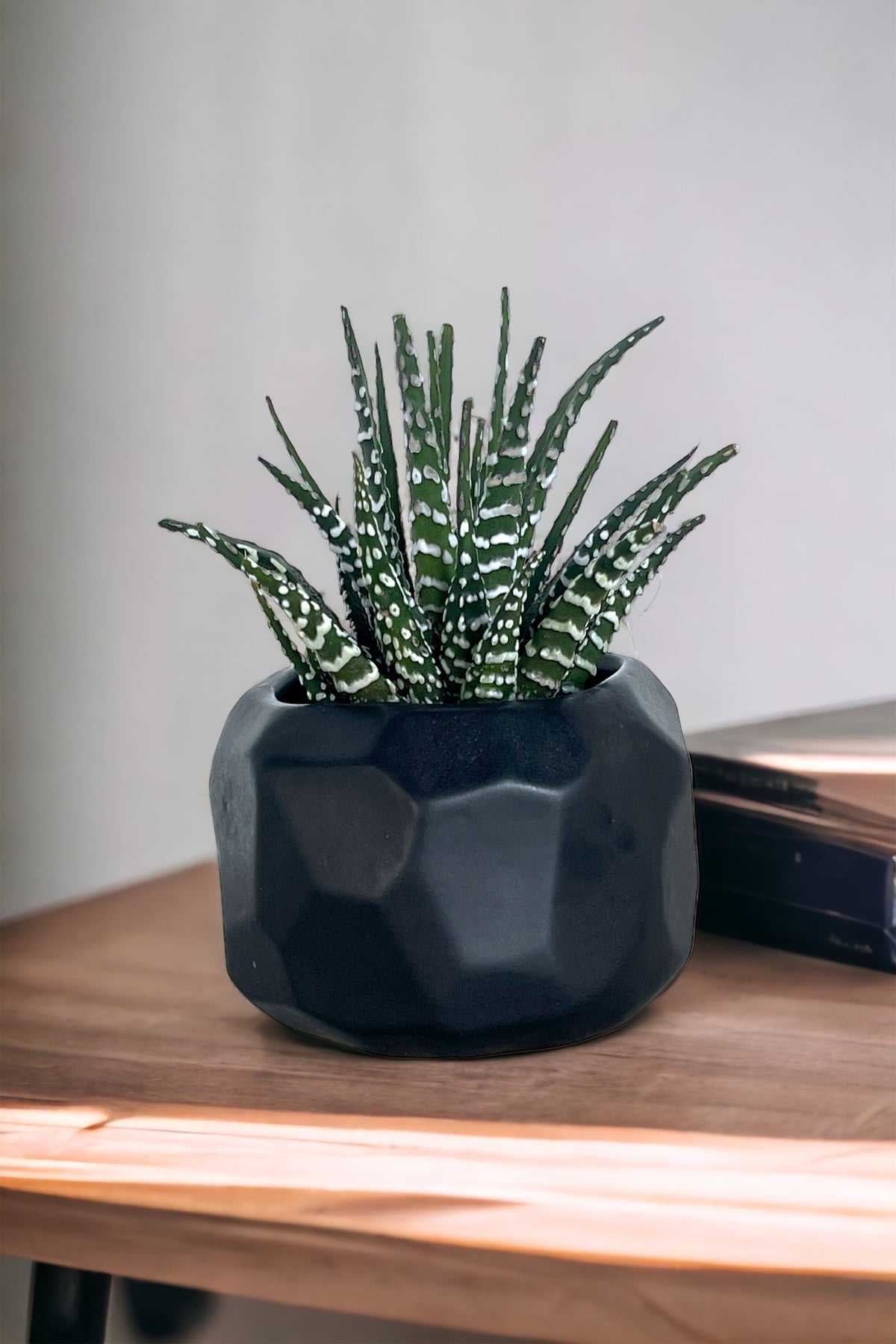 Zebra Aloe in Chisel Planter | Plant Party