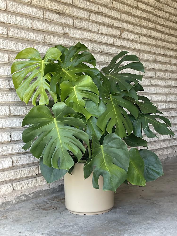 Monstera in Matte Tan Planter Rental | Plant Party