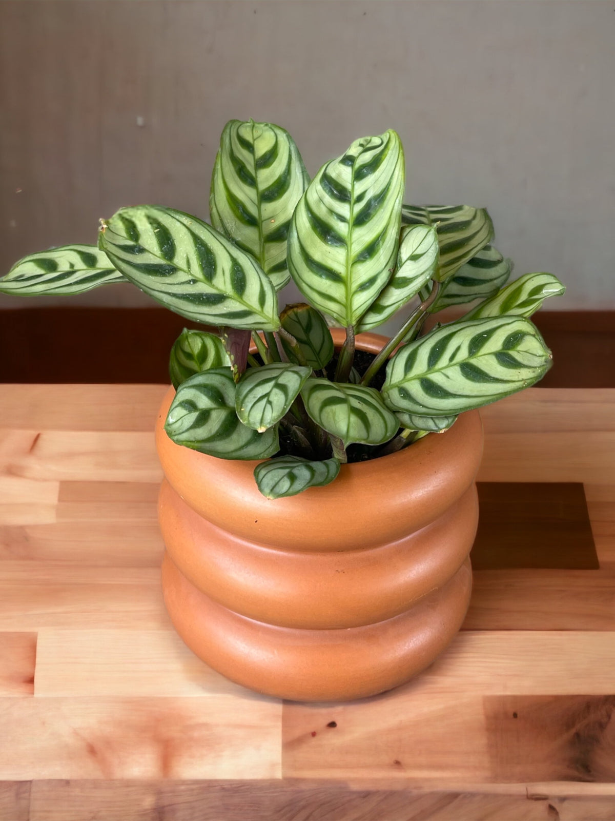 Ctanthe Calathea in Tubular Planter | Plant Party