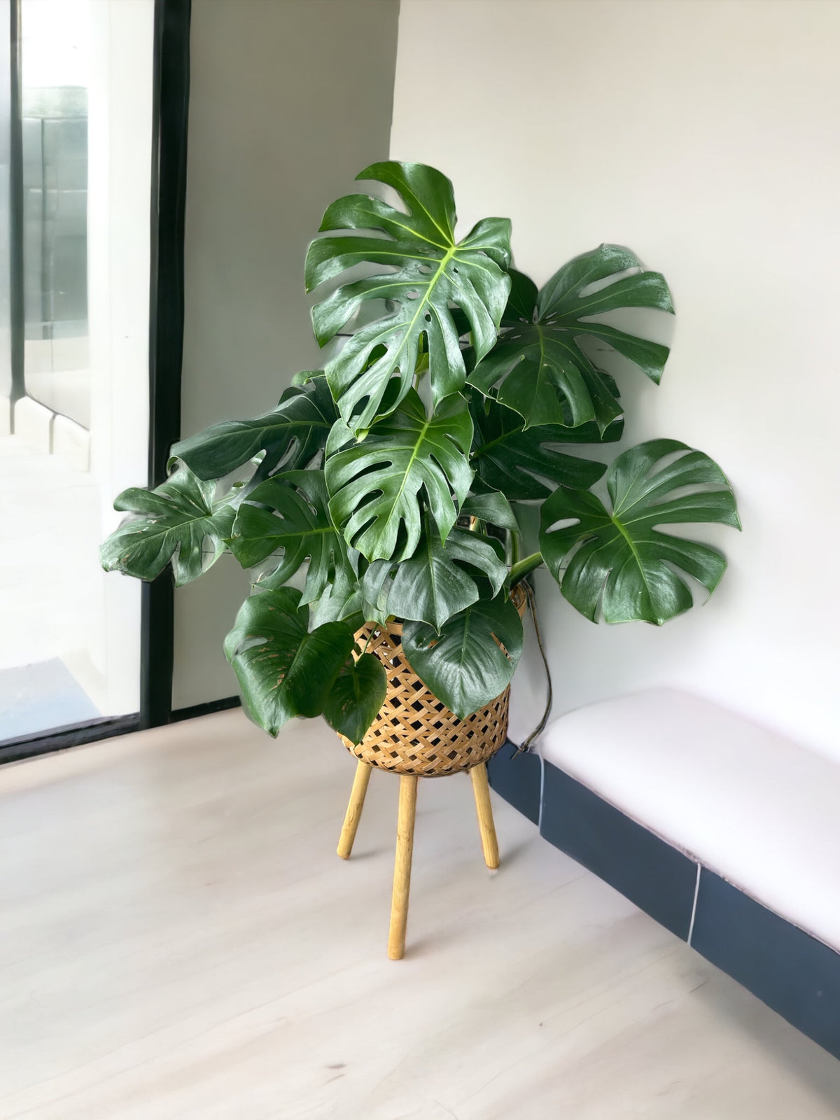 Monstera in Rattan Basket Plant Stand | Plant Party