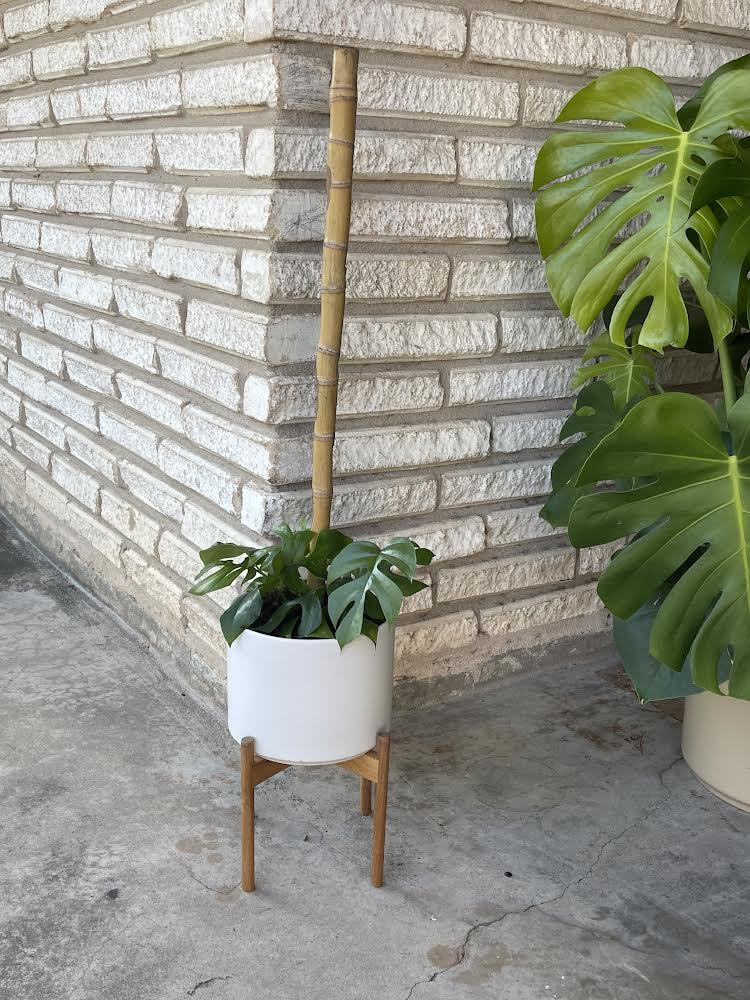 Mini monstera in Plant Stand | Plant Party