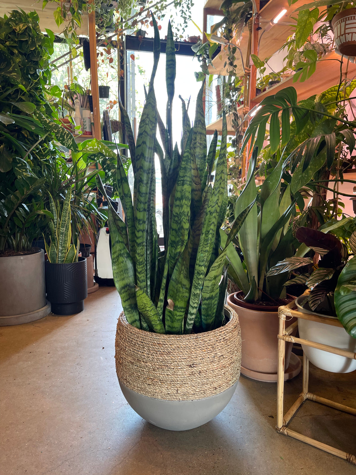 Medium Snake Plant Rental | Plant Party