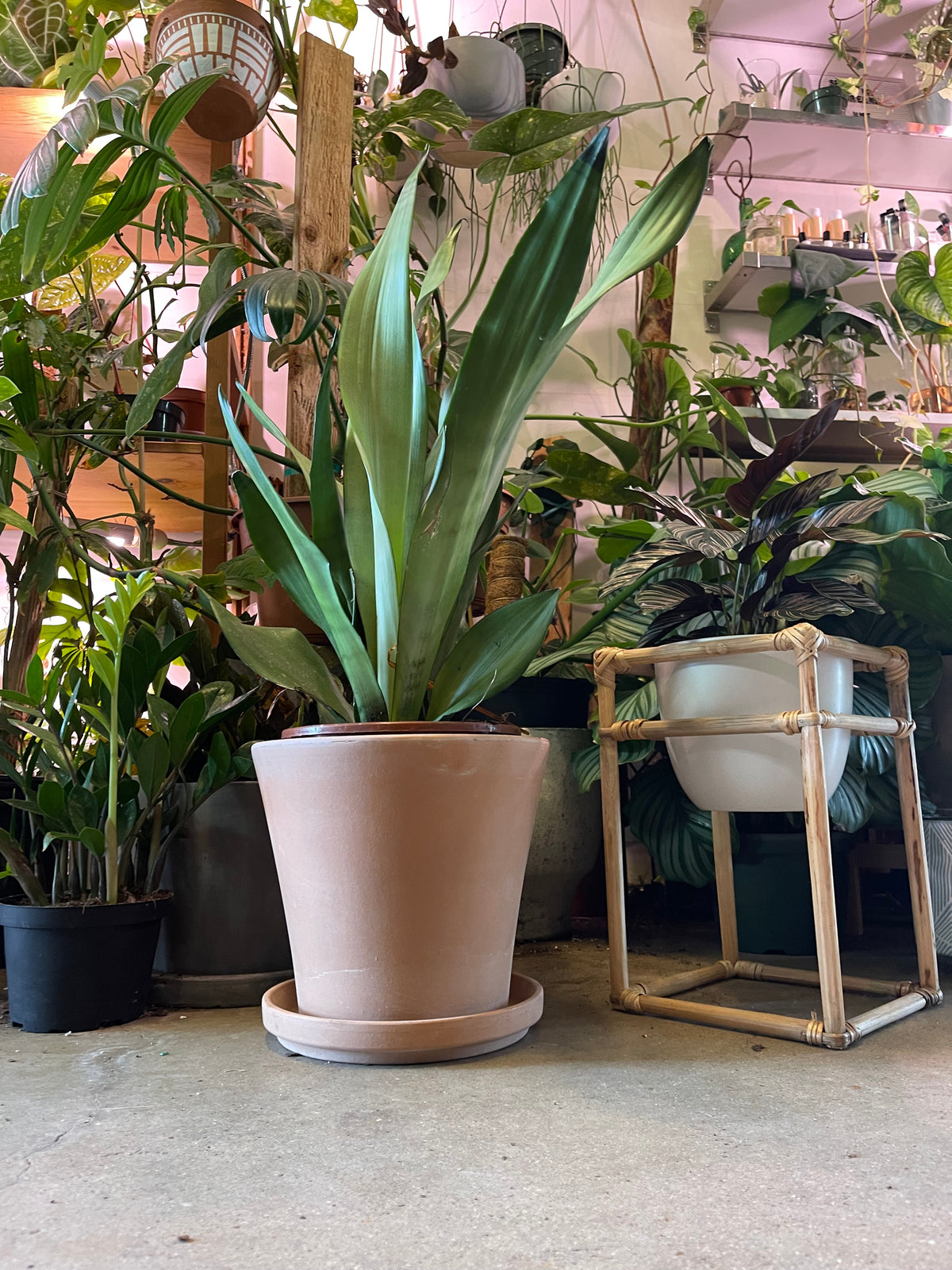 Medium Snake Plant Rental | Plant Party