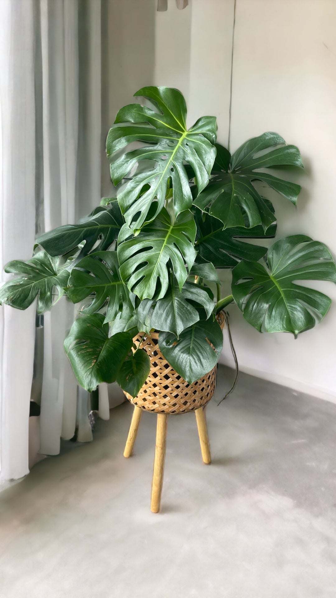 Monstera in Rattan Basket Plant Stand | Plant Party